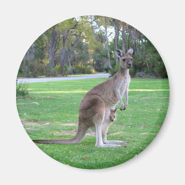 Kangaroo and Joey Magnet | Zazzle