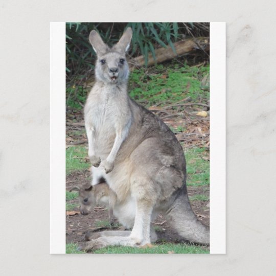 Kangaroo and Joey Postcard | Zazzle.com