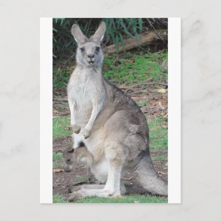 Kangaroo and Joey Postcard | Zazzle