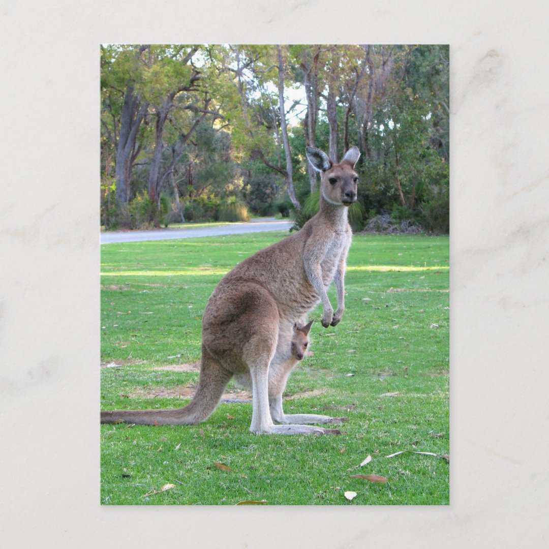 Kangaroo and Joey Postcard | Zazzle