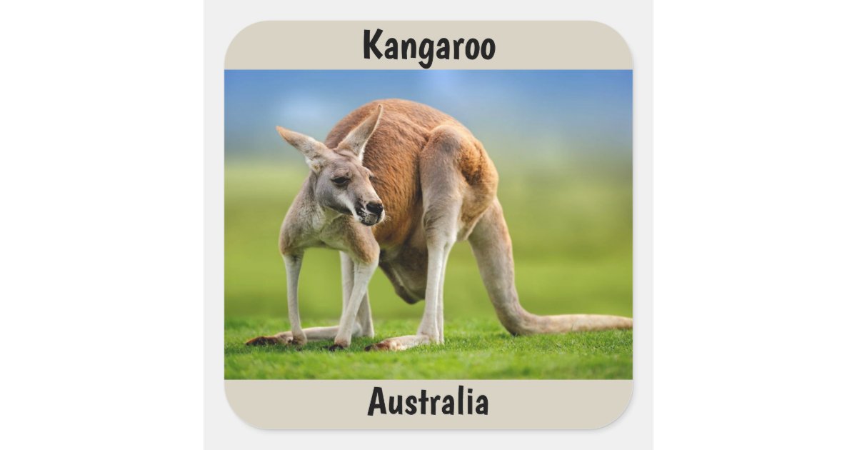 Kangaroo background square sticker | Zazzle