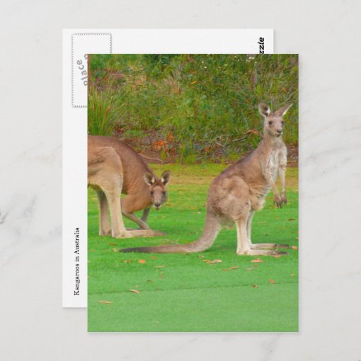 kangaroo looks postcard | Zazzle
