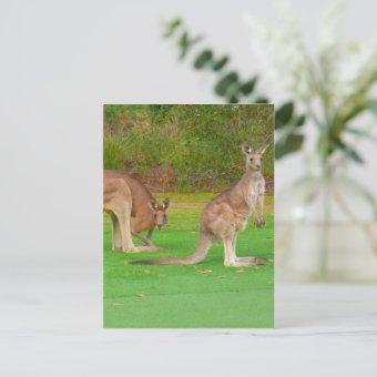 kangaroo looks postcard | Zazzle