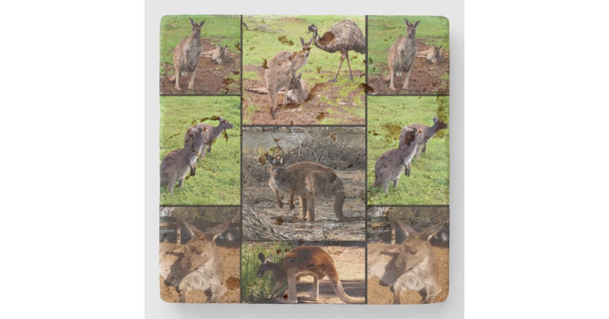 Kangaroo Photo Collage, Stone Coaster | Zazzle