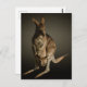 Kangaroo Postcard | Zazzle