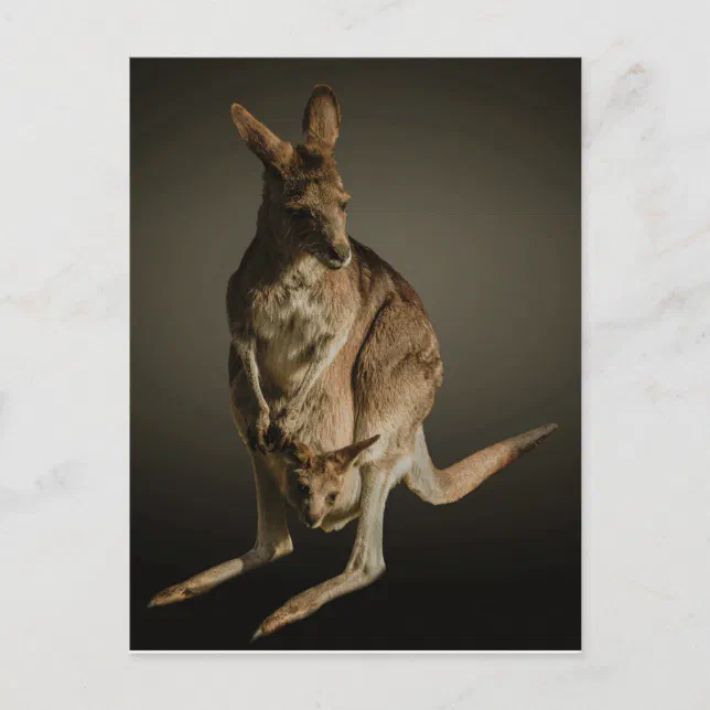 Kangaroo Postcard | Zazzle
