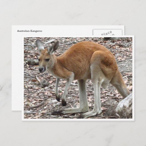 kangaroo red postcard | Zazzle