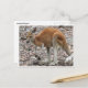 kangaroo red postcard | Zazzle
