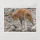 kangaroo red postcard | Zazzle