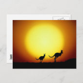 Kangaroos in the Australian Outback Postcard | Zazzle