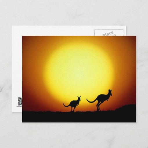 Kangaroos in the Australian Outback Postcard | Zazzle