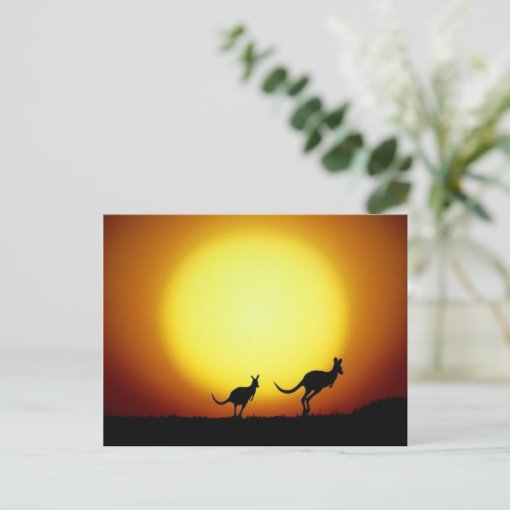 Kangaroos in the Australian Outback Postcard | Zazzle