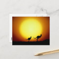 Kangaroos In The Australian Outback Postcard Zazzle