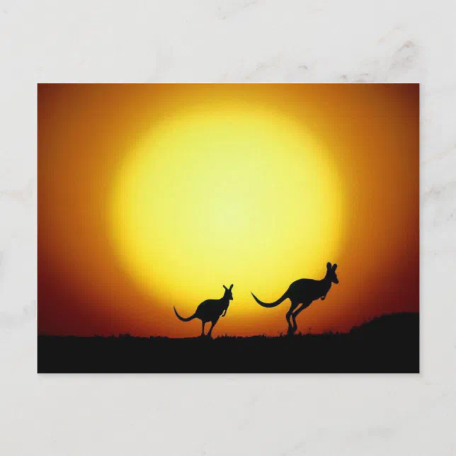 Kangaroos in the Australian Outback Postcard | Zazzle
