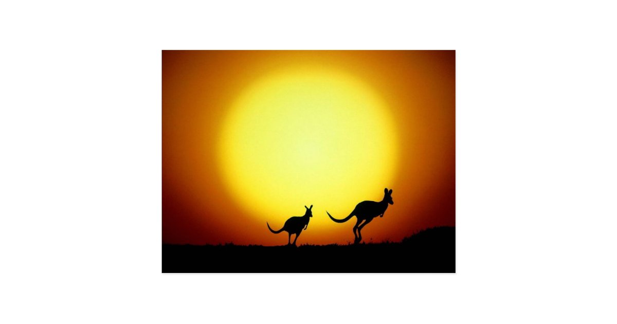 Kangaroos in the Australian Outback Postcard | Zazzle.com