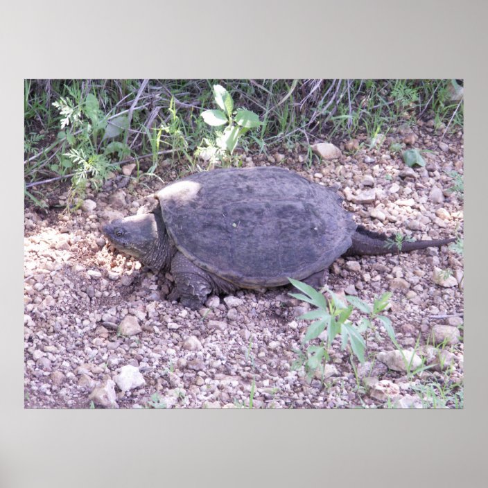 Kansas Snapping Turtle Poster | Zazzle.com