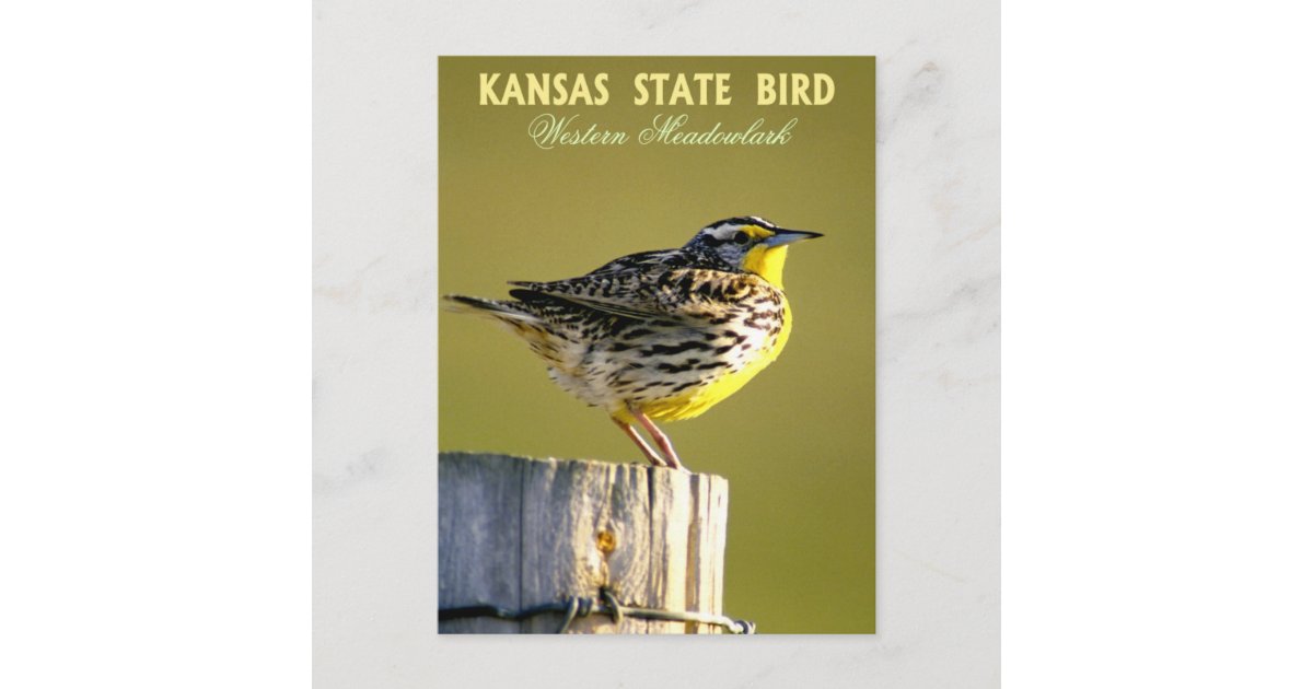 Kansas State Bird - Western Meadowlark Postcard | Zazzle