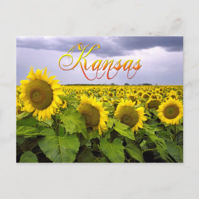 Kansas State Flower - The Sunflower Postcard | Zazzle