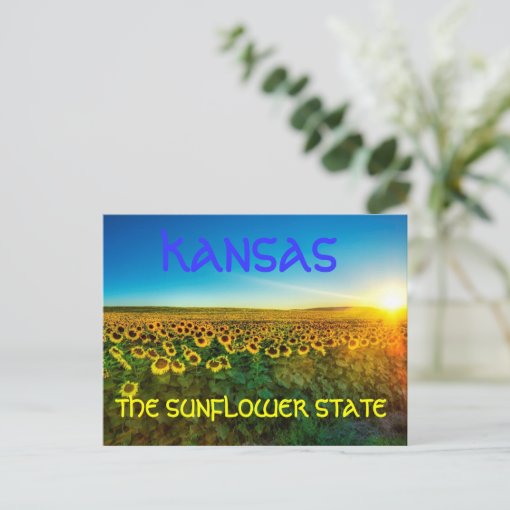 Kansas "The Sunflower State' Postcard | Zazzle
