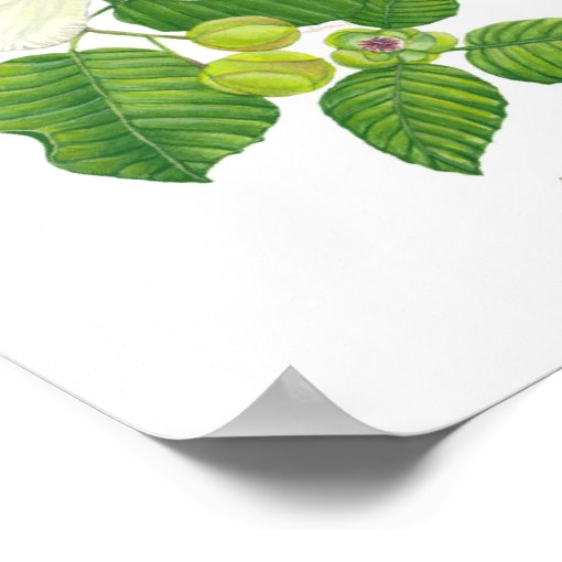 Katmon (Dillenia philippinensis) Ph Forest Blooms Poster | Zazzle