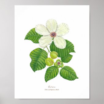 Katmon (Dillenia philippinensis) Ph Forest Blooms Poster | Zazzle