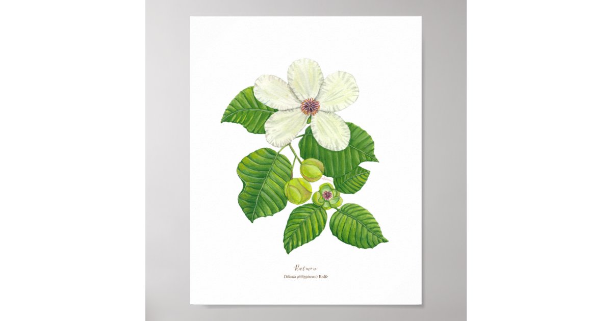 Katmon (Dillenia philippinensis) Ph Forest Blooms Poster | Zazzle
