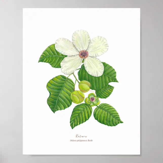 Katmon (Dillenia philippinensis) Ph Forest Blooms Poster | Zazzle