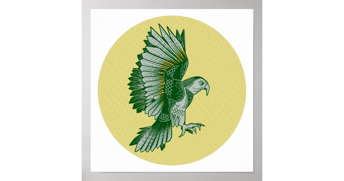 Kea NZ BIRD Poster | Zazzle