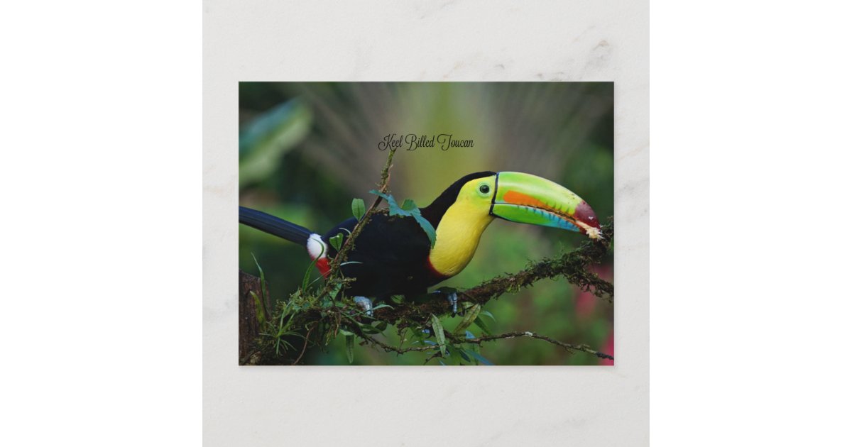 Keel Billed Toucan, tropical bird Postcard | Zazzle