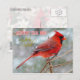Kentucky State Bird - Northern Cardinal Postcard | Zazzle