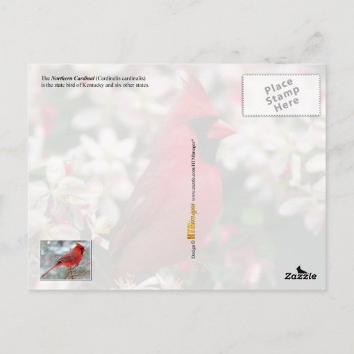 Kentucky State Bird - Northern Cardinal Postcard | Zazzle