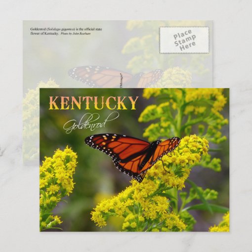 Kentucky State Flower: Goldenrod Postcard | Zazzle