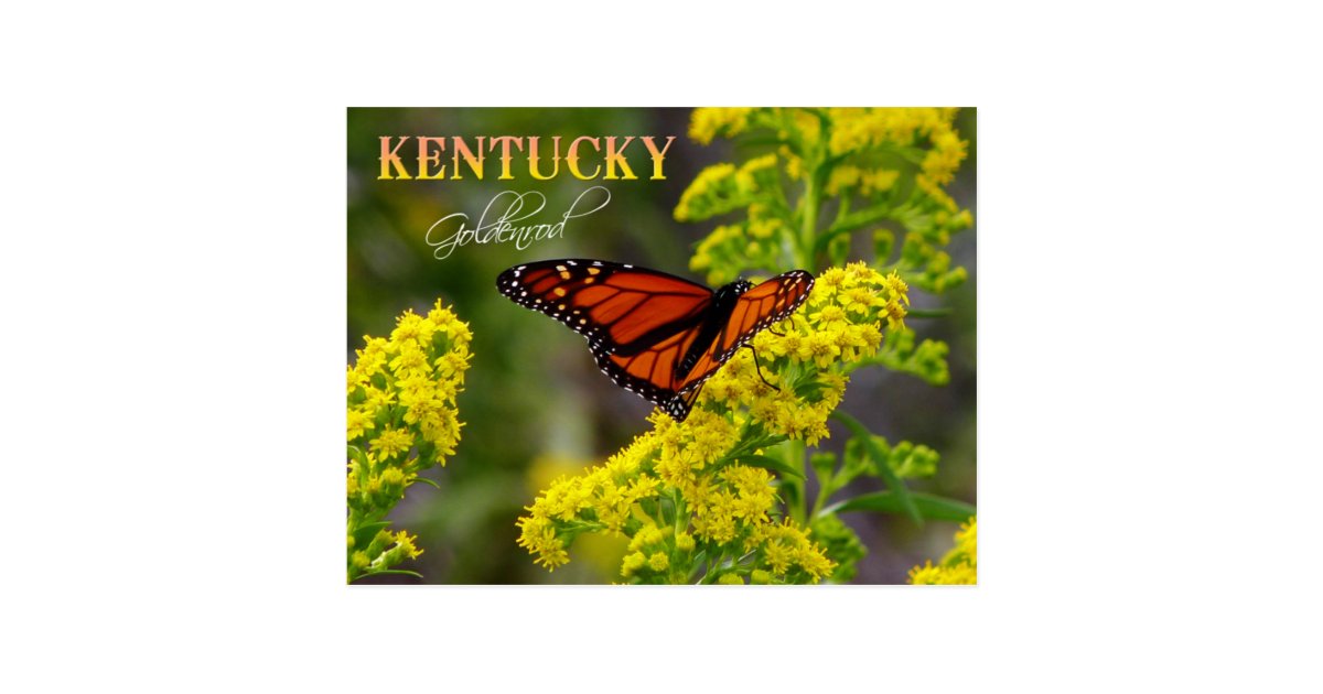 Kentucky State Flower: Goldenrod Postcard | Zazzle.com