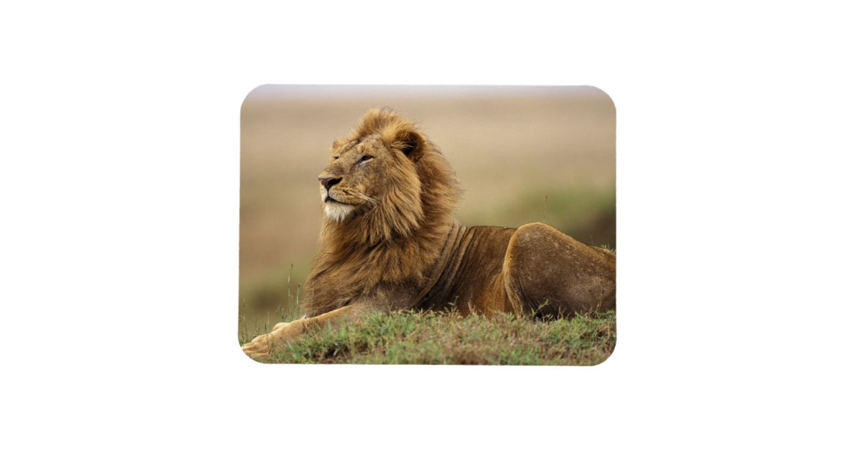 Kenya, Masai Mara | Male Lion Magnet | Zazzle