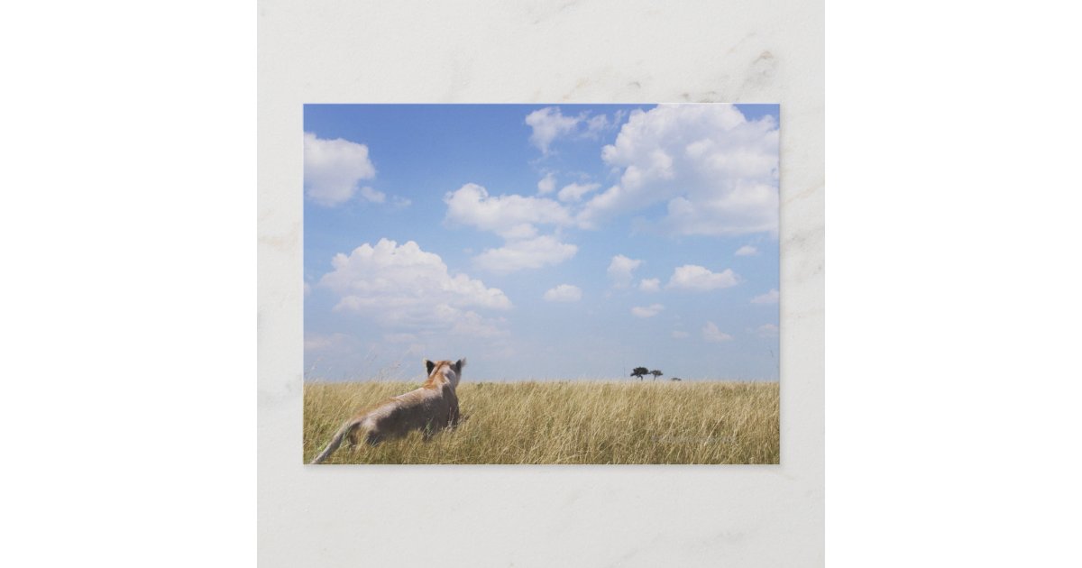 Kenya, Masai Mara Postcard | Zazzle