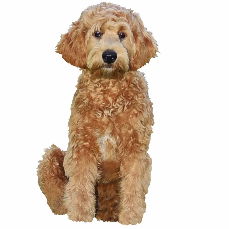Key chain Photo Sculpture of golden doodle | Zazzle