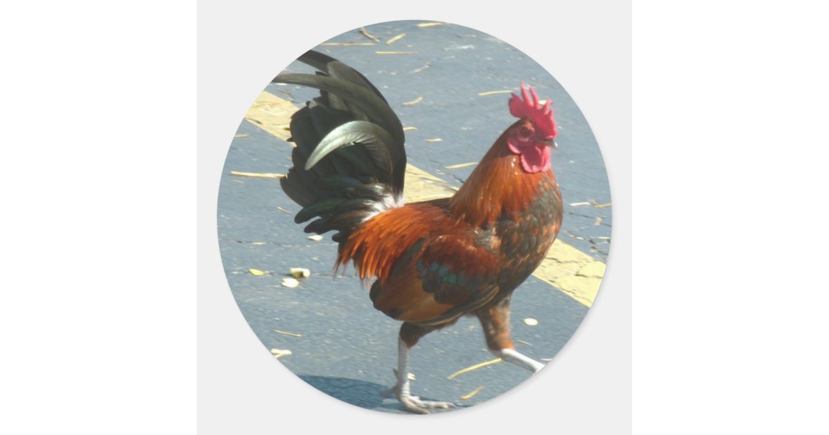 Key West Chicken Classic Round Sticker | Zazzle