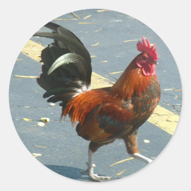 Key West Chicken Classic Round Sticker | Zazzle