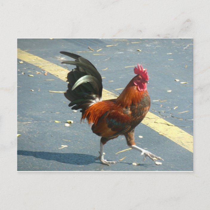 Key West Chicken Postcard | Zazzle.com
