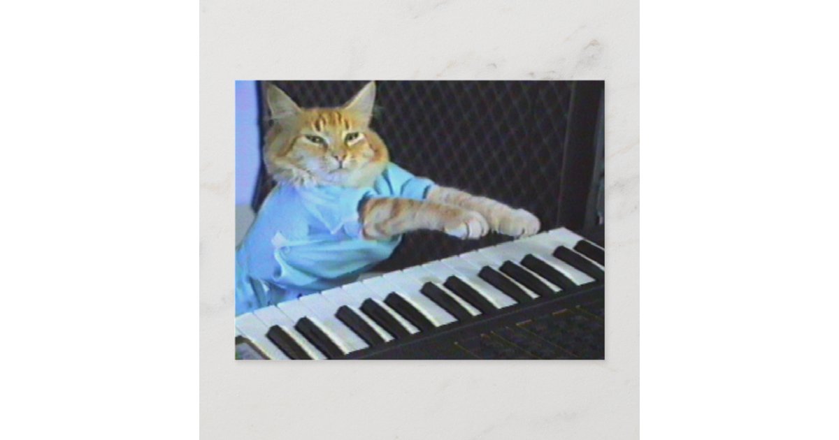 Keyboard Cat Postcard! Postcard | Zazzle