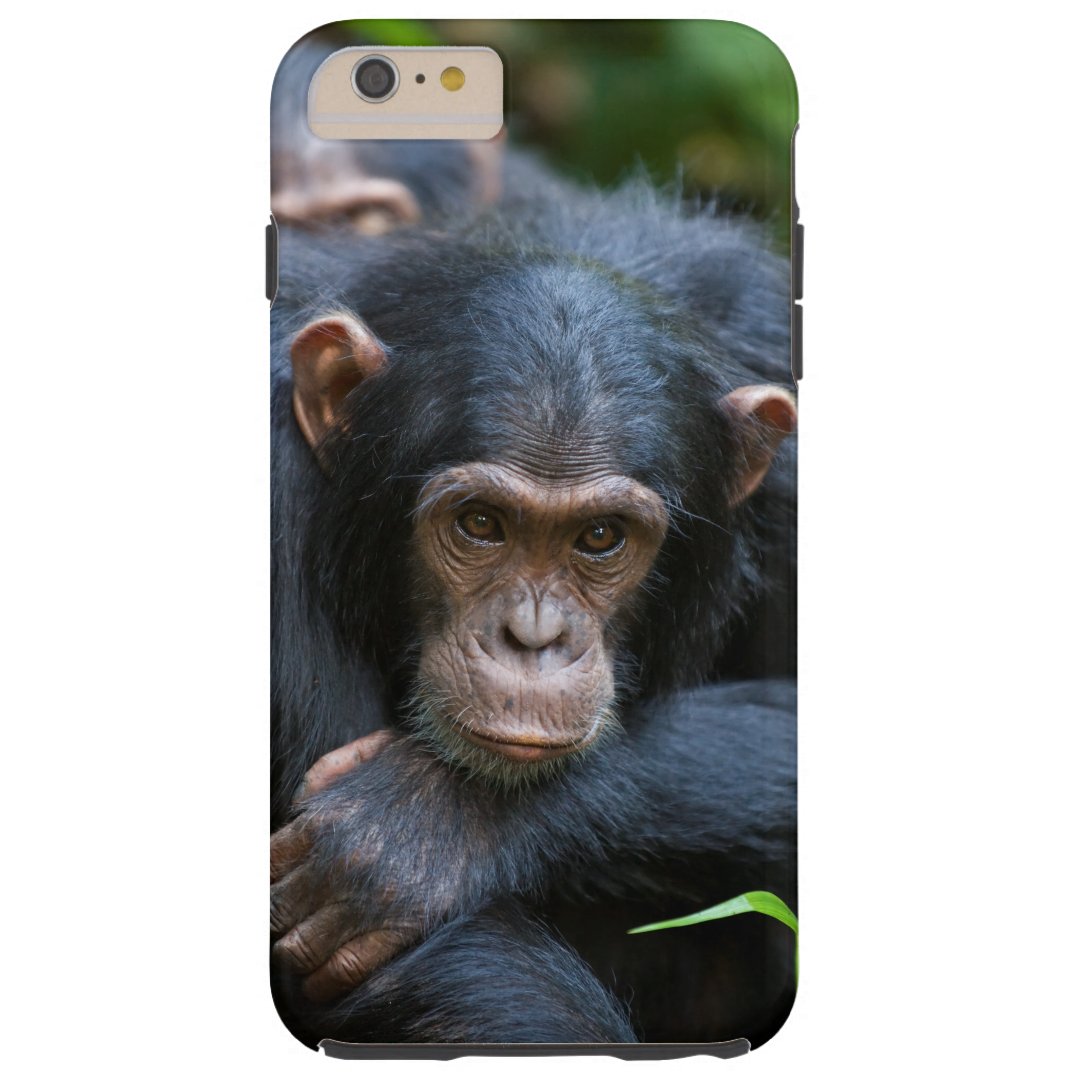Kibale chimpanzee cell phone case | Zazzle