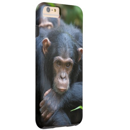 Kibale chimpanzee cell phone case | Zazzle