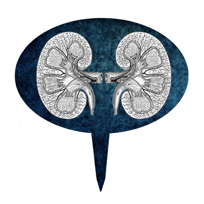 KIDNEY 2 DRAWING CAKE TOPPER | Zazzle.com