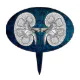 KIDNEY 2 DRAWING CAKE TOPPER | Zazzle