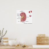 Kidney anatomy, labeled diagram. poster | Zazzle