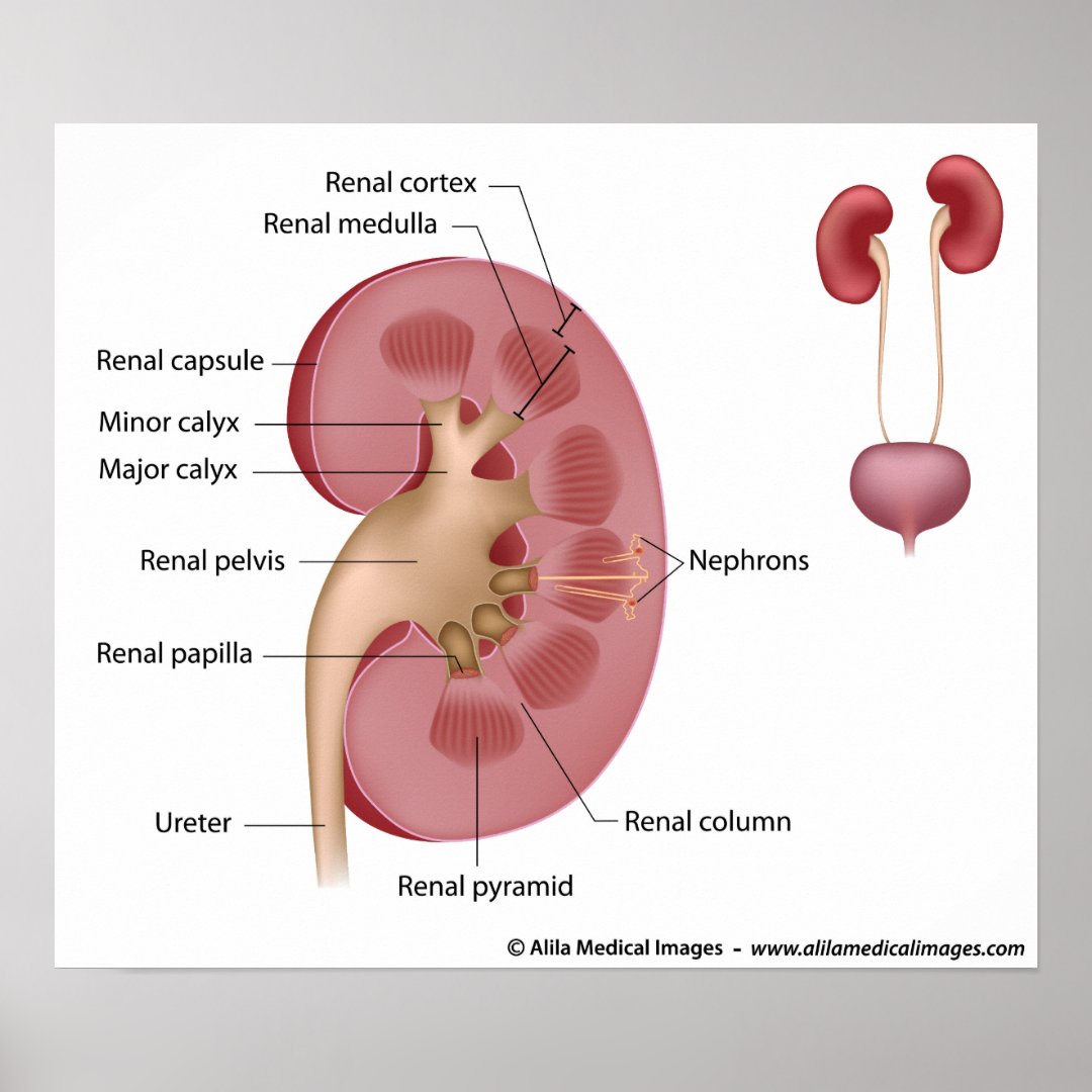 Kidney anatomy, labeled diagram. poster | Zazzle
