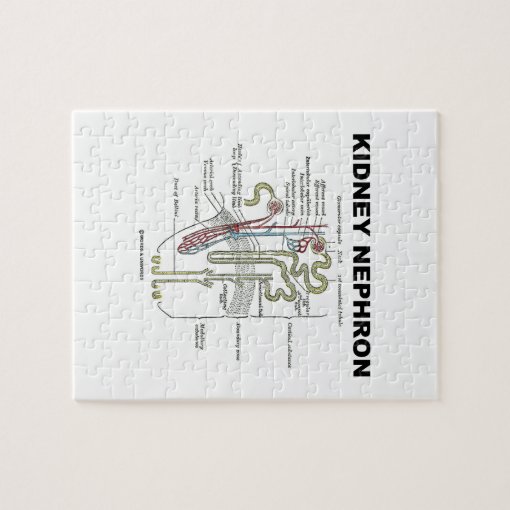 Kidney Nephron (Gray's Anatomy Textbook) Jigsaw Puzzle | Zazzle