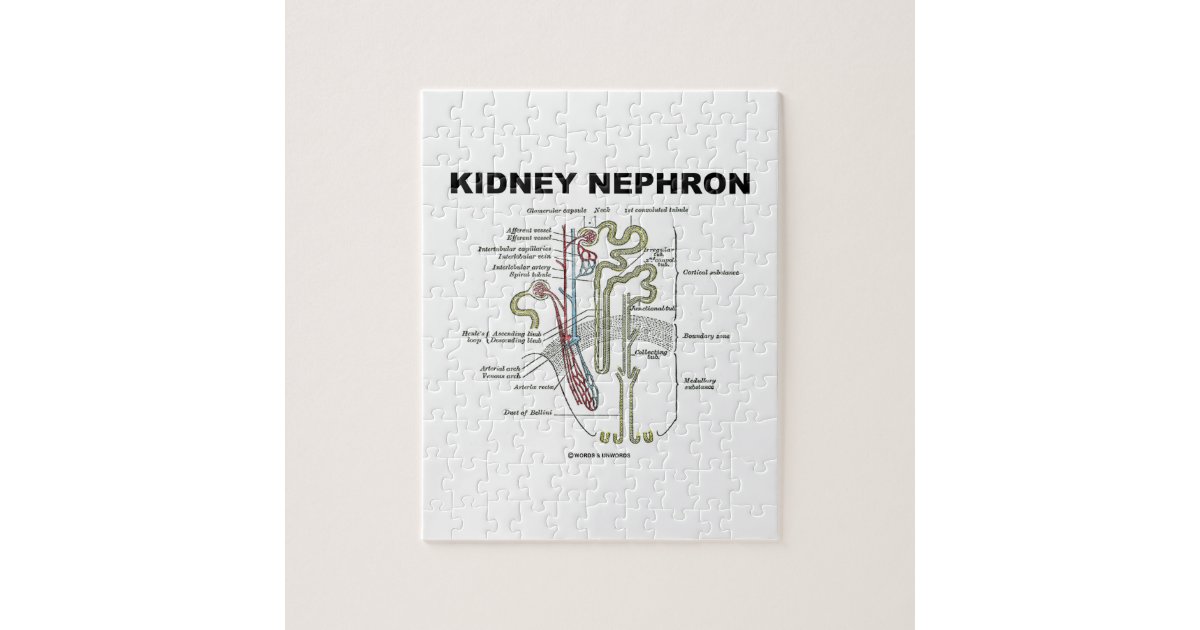 Kidney Nephron (Gray's Anatomy Textbook) Jigsaw Puzzle | Zazzle