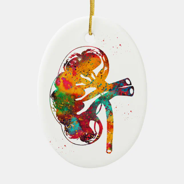 Kidney section ceramic ornament | Zazzle