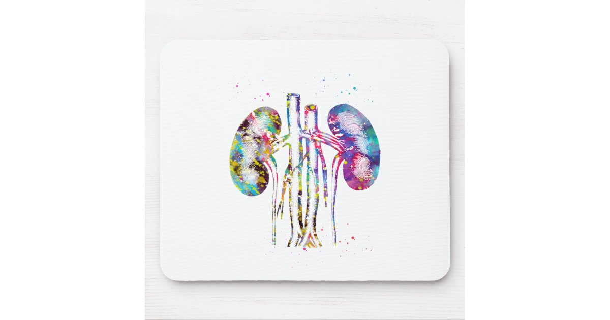 Kidneys anatomy mouse pad | Zazzle
